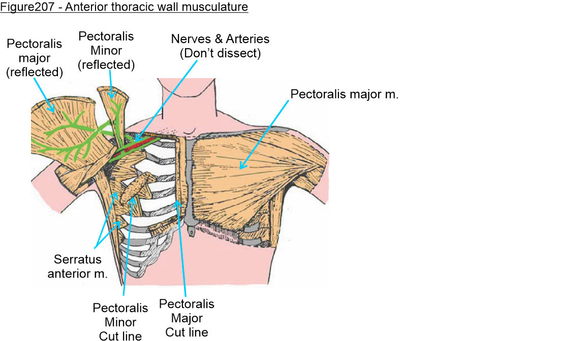 Anterior Axillary Line